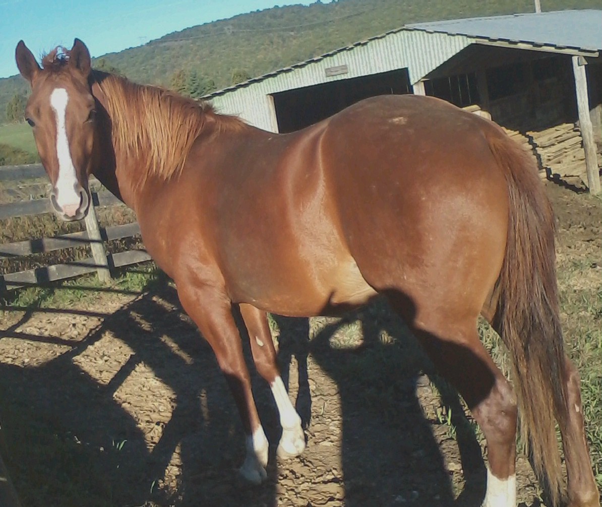 Second Chance Bar – SOLD | JANDAQUARTERHORSES